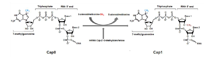 61970-02-3 mRNA Cap-2'-O-Methyltransferase - Ulcho Biochemical LtdULCHO ...